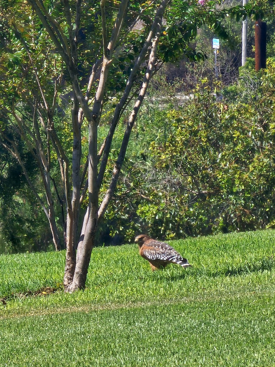 eBird Checklist - 25 Sep 2025 - Sheep Hills Park - 13 species