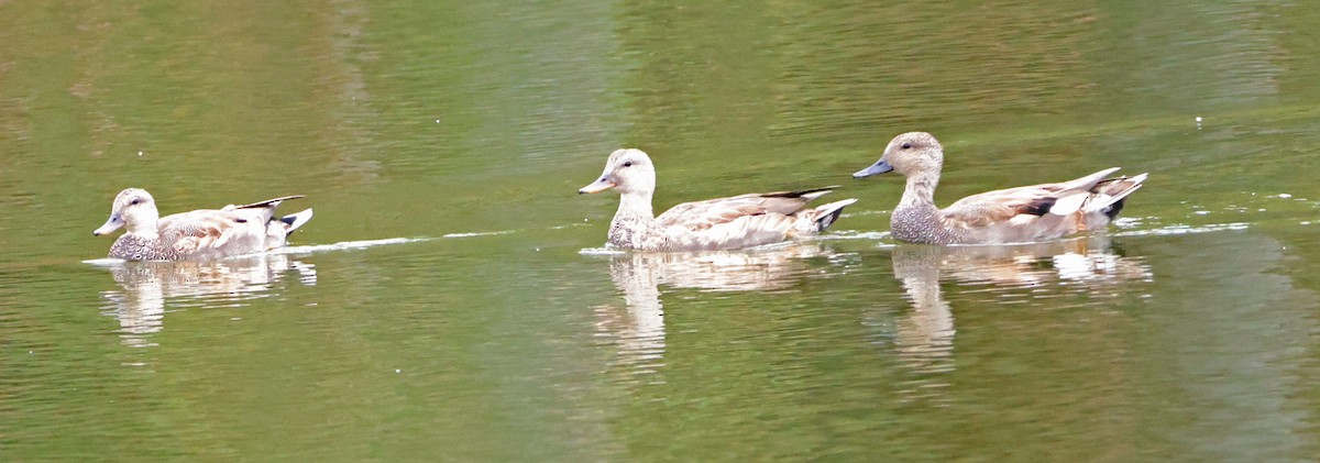 eBird Checklist - 25 Sep 2025 - Veeh Reservoir, Laguna Hills - 26 ...
