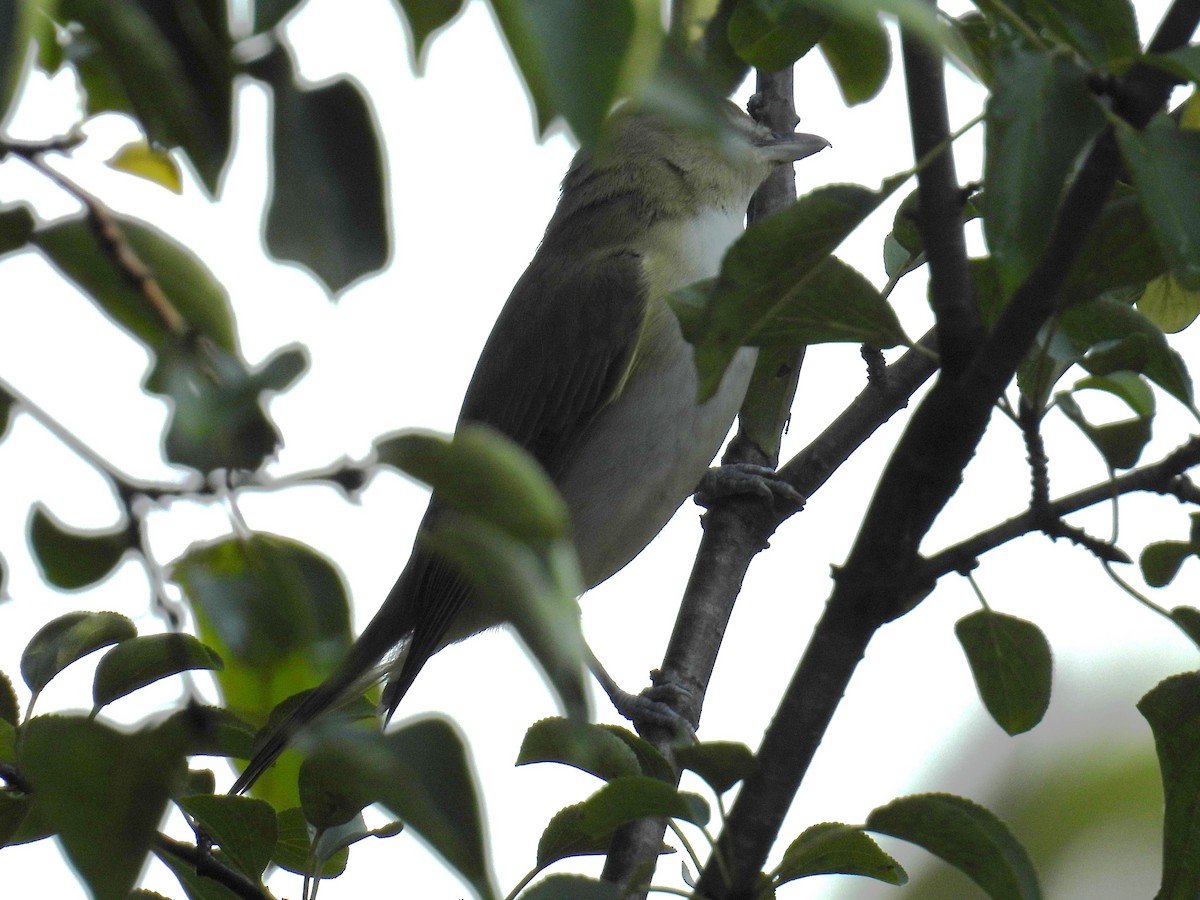 eBird Checklist - 20 Sep 2025 - Oakhurst Forest Preserve - 33 species