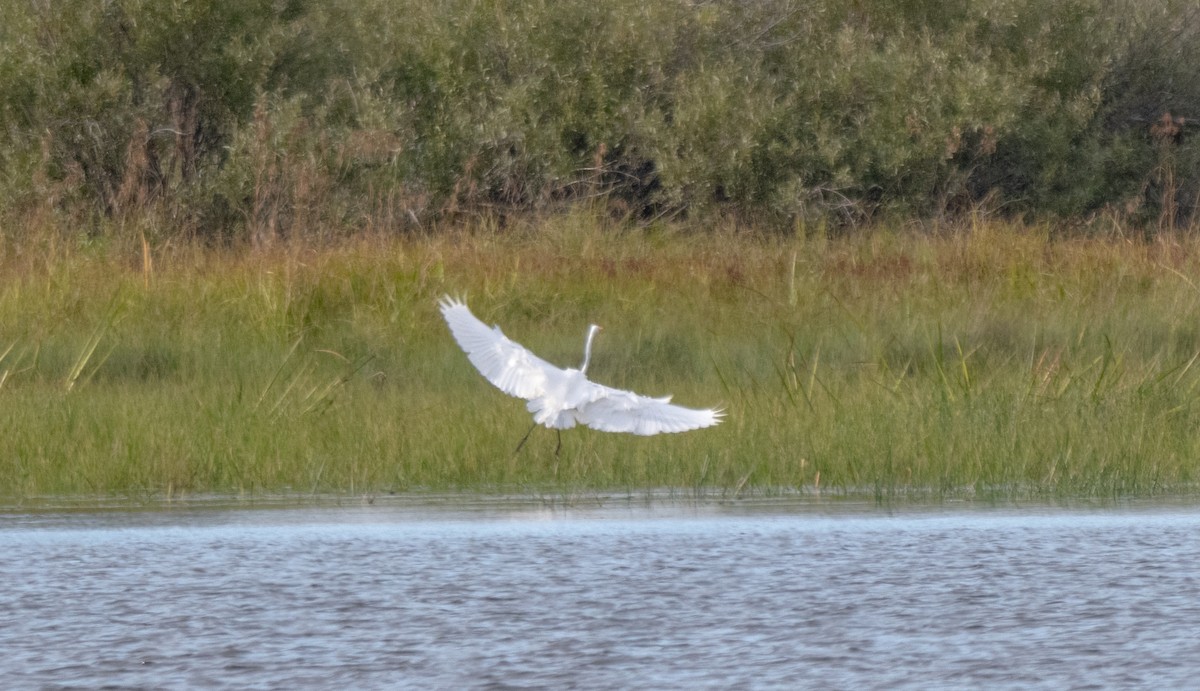eBird Checklist - 24 Sep 2025 - Rainbow Flowage--Swamp Creek Landing ...