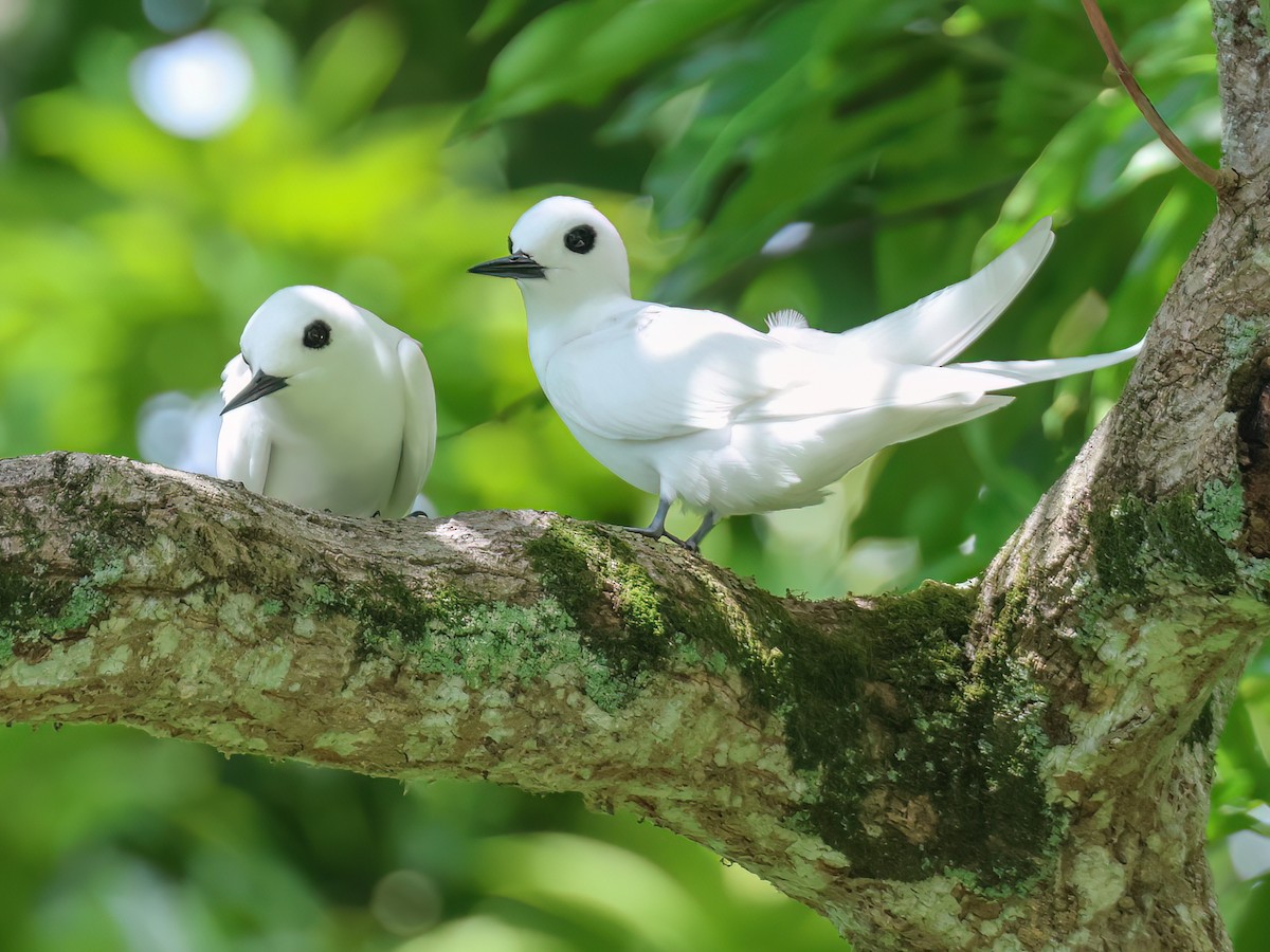 Little White-Tern - Gygis microrhyncha - Birds of the World
