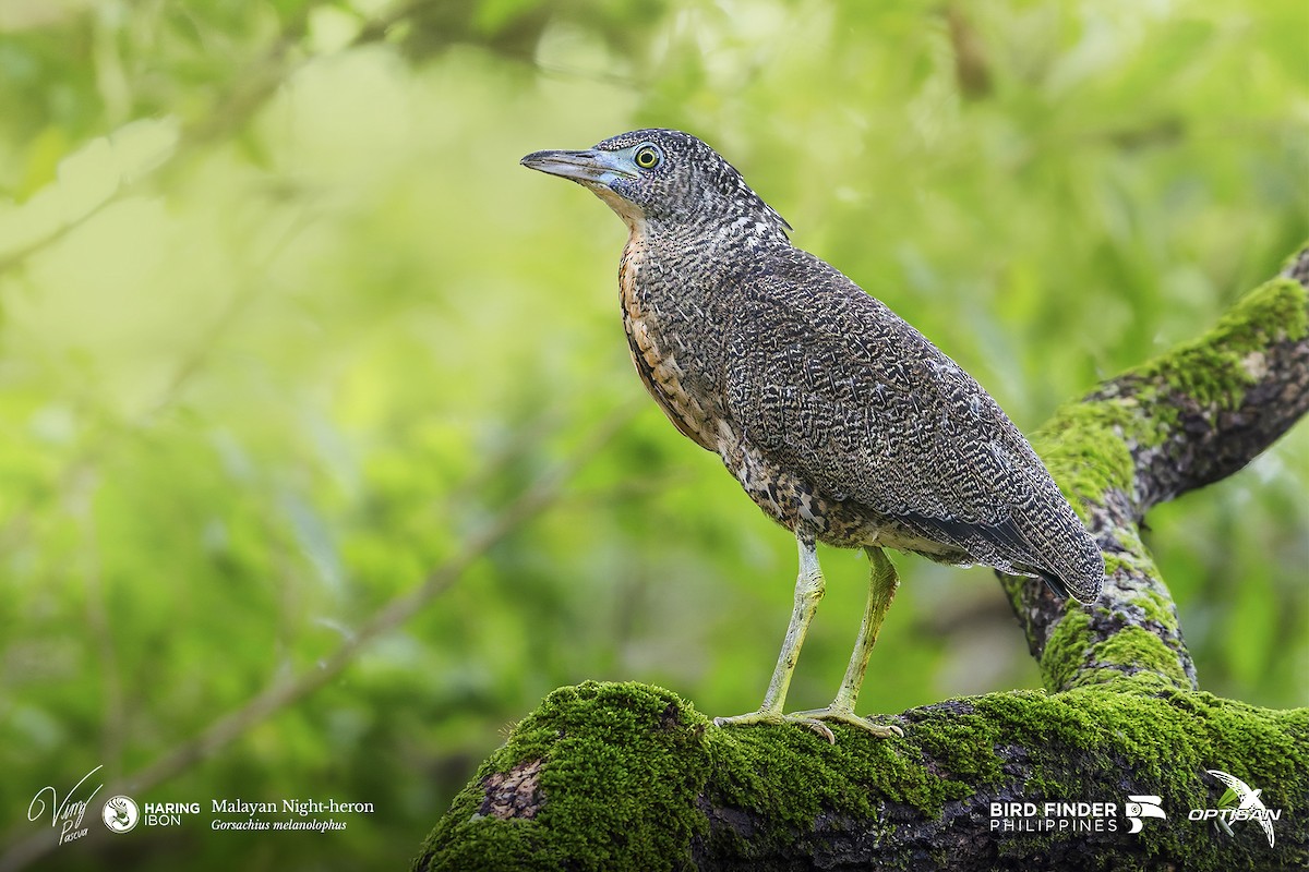Taiwan Bird Atlas Checklist - 19 Sep 2025 - 台中--東勢林業文化園區(Taichung ...