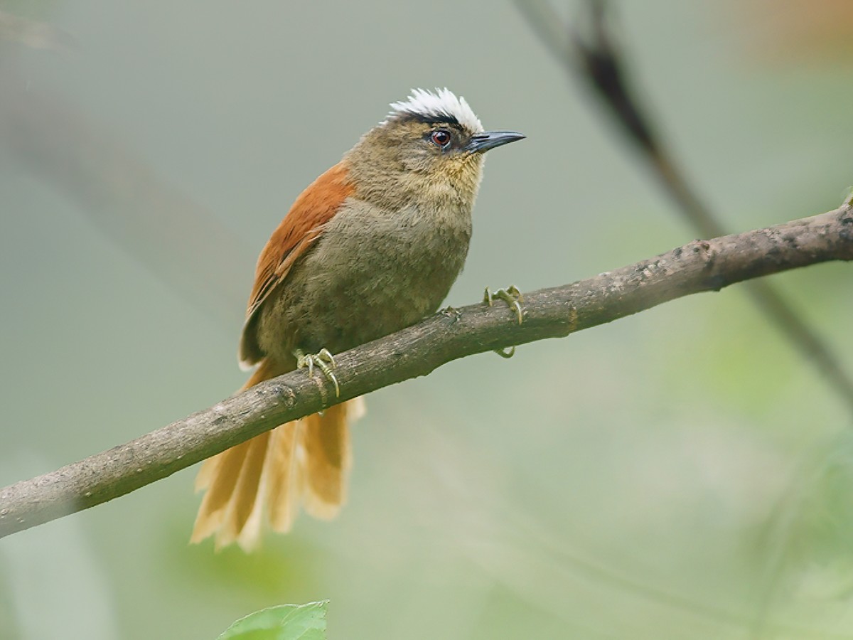 Vilcabamba Spinetail - Cranioleuca weskei - Birds of the World