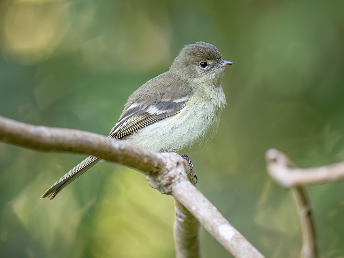 Blue Mountain Elaenia - Elaenia fallax - Birds of the World