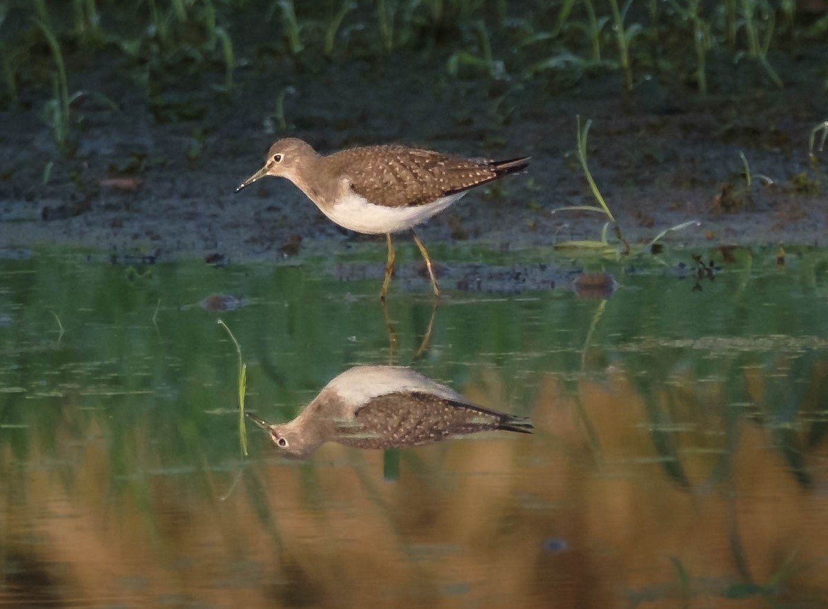 eBird Checklist - 26 Sep 2025 - Acme Dam/Chestnut Ridge Park - 31 species