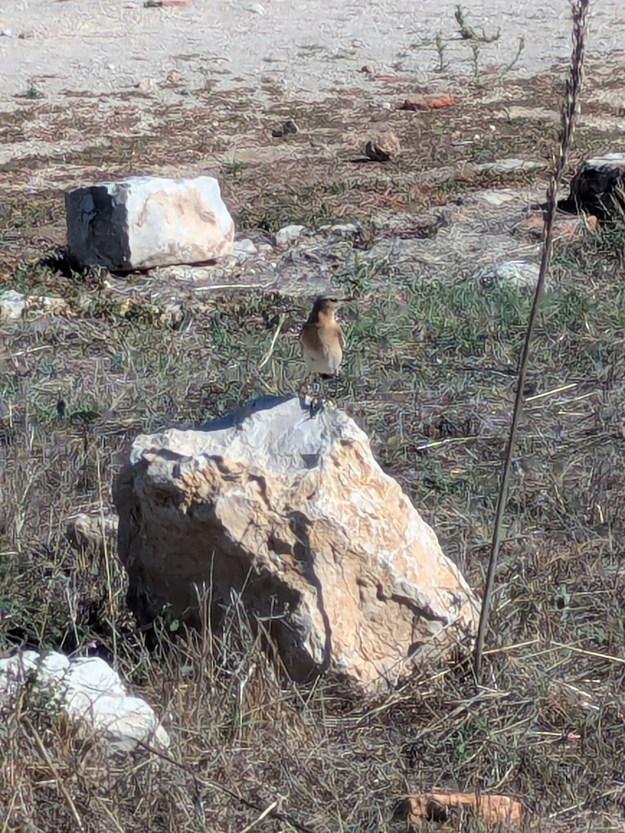 ML642489575 - Northern Wheatear - Macaulay Library