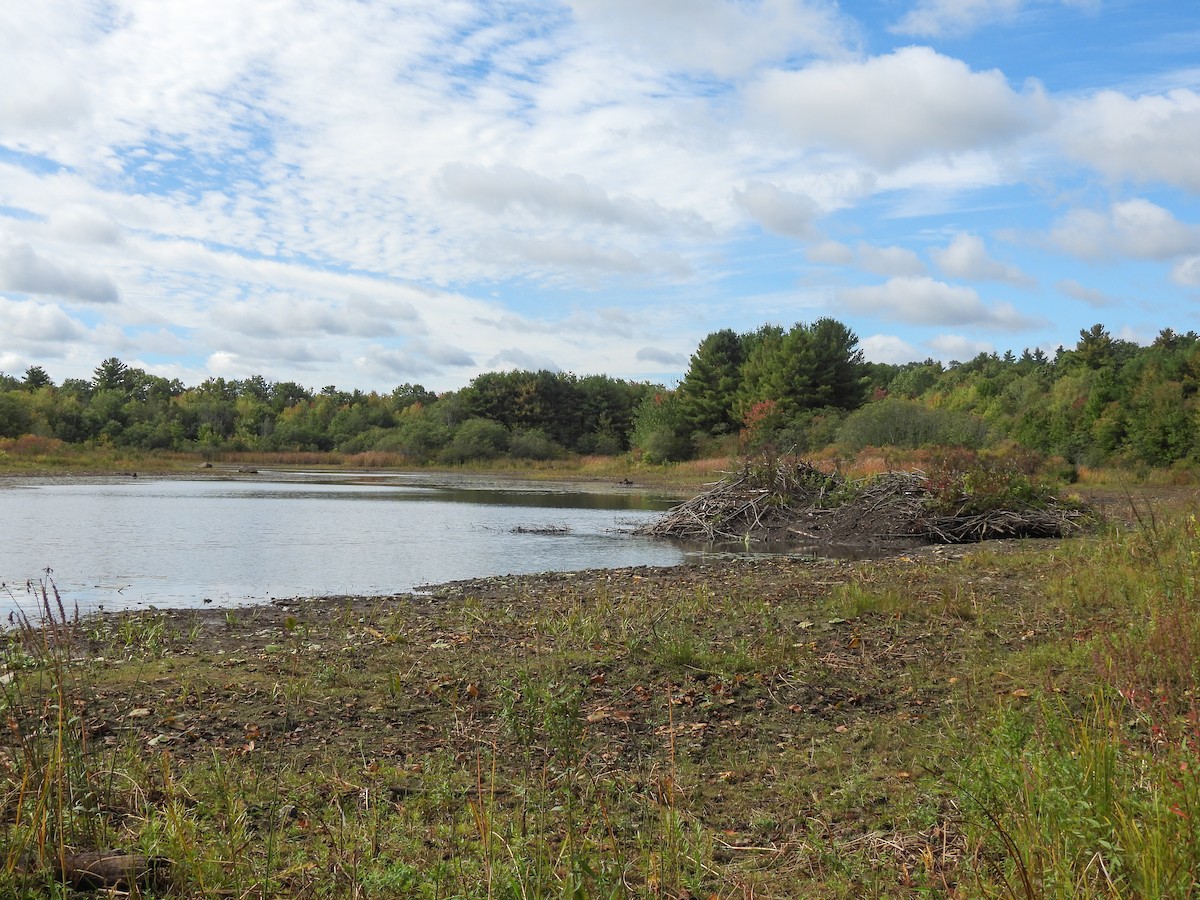 Deer Hill WMA (formerly Brentwood Mitigation Area) - Rockingham, New ...