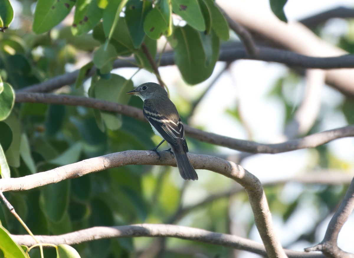 eBird Checklist - 26 Sep 2025 - Biscayne NP--Elliott Key - 29 species