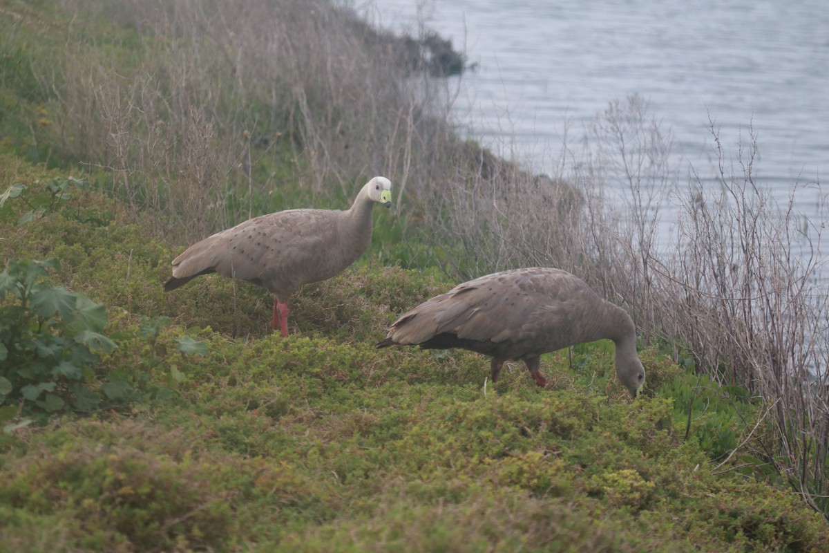 eBird Checklist - 27 Sep 2025 - Western Treatment Plant--Lake Borrie ...