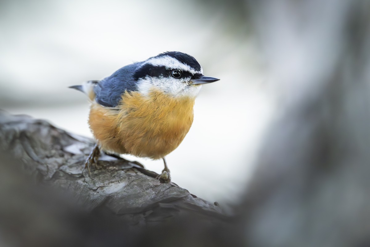ML642522311 - Red-breasted Nuthatch - Macaulay Library