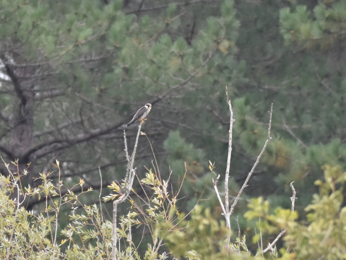 ML642535440 - Eurasian Hobby - Macaulay Library