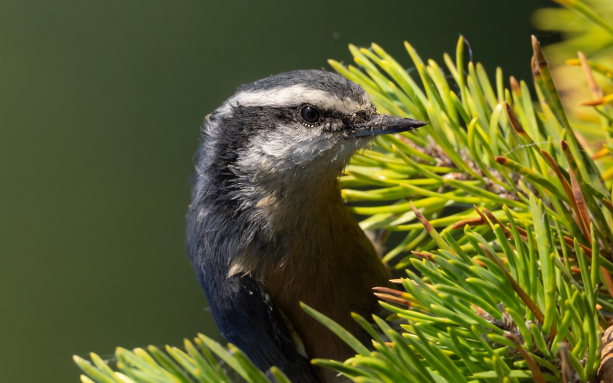 ML642545119 - Red-breasted Nuthatch - Macaulay Library