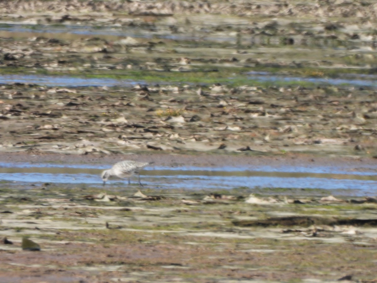 eBird Checklist - 27 Sep 2025 - Saint John--Red Head Marsh - 7 species