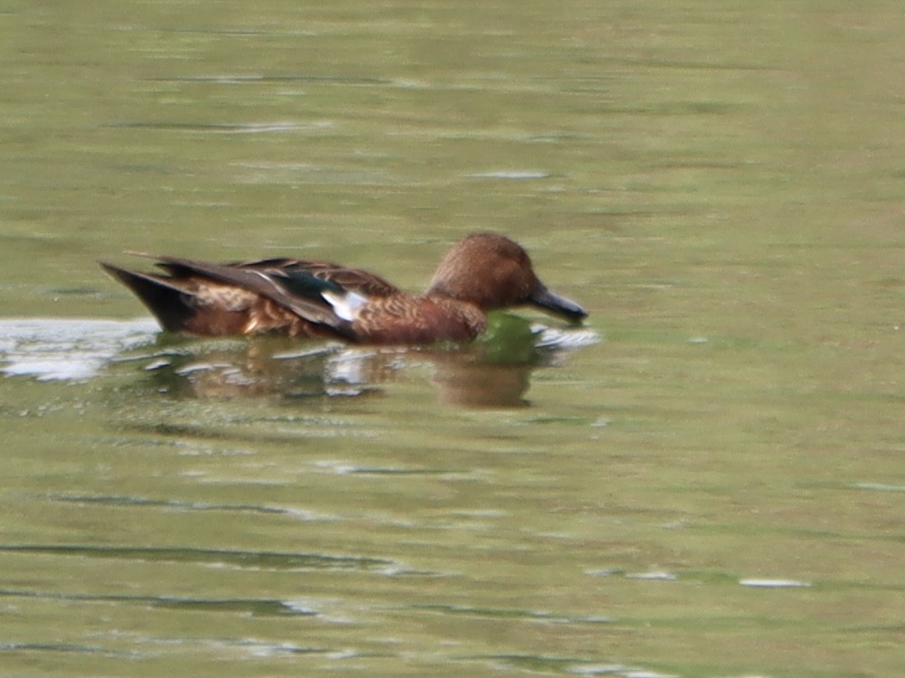 eBird Checklist - 27 Sep 2025 - Henderson Bird Viewing Preserve - 38 ...
