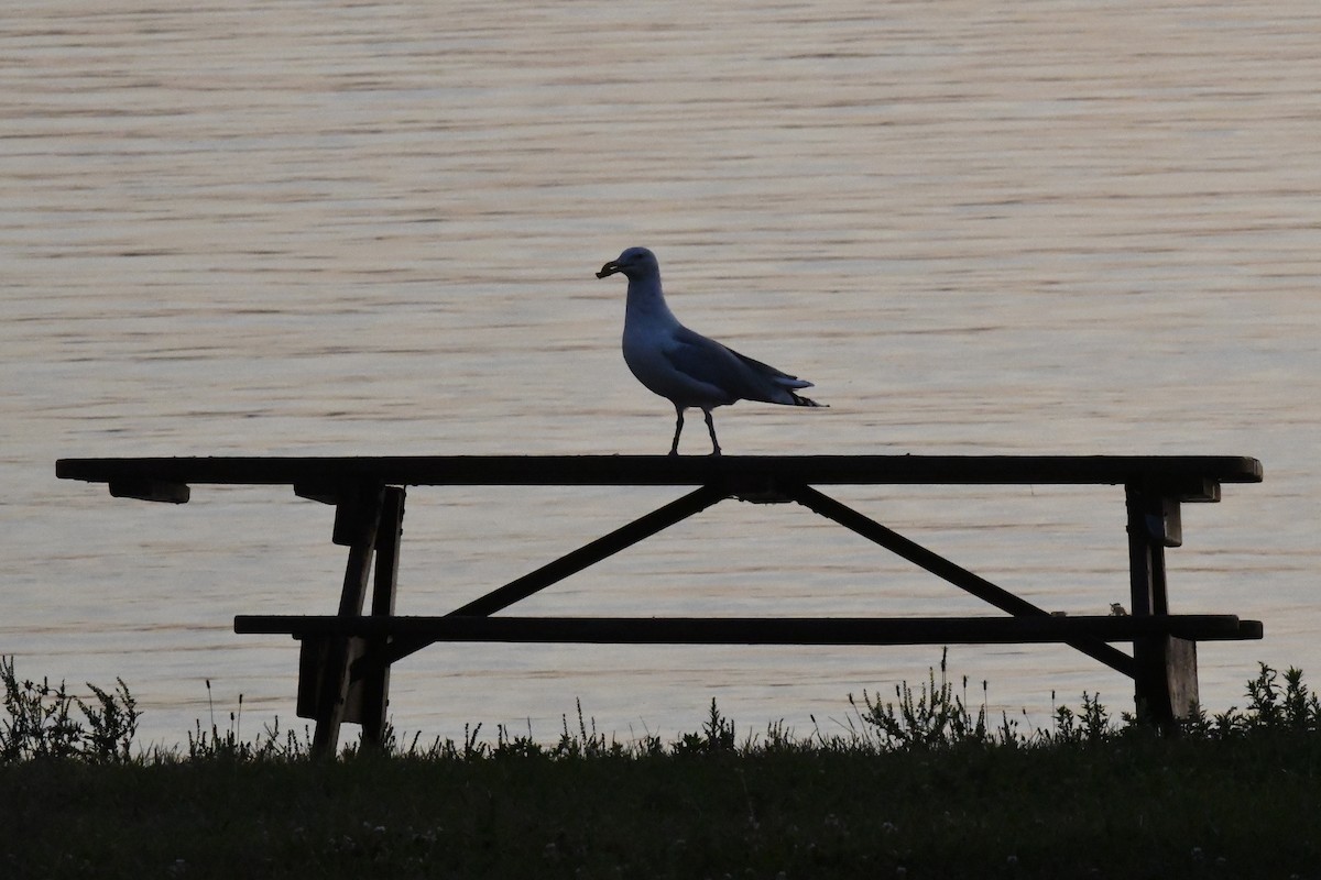 eBird Checklist - 27 Sep 2025 - Randalls Island - 87 species (+2 other ...