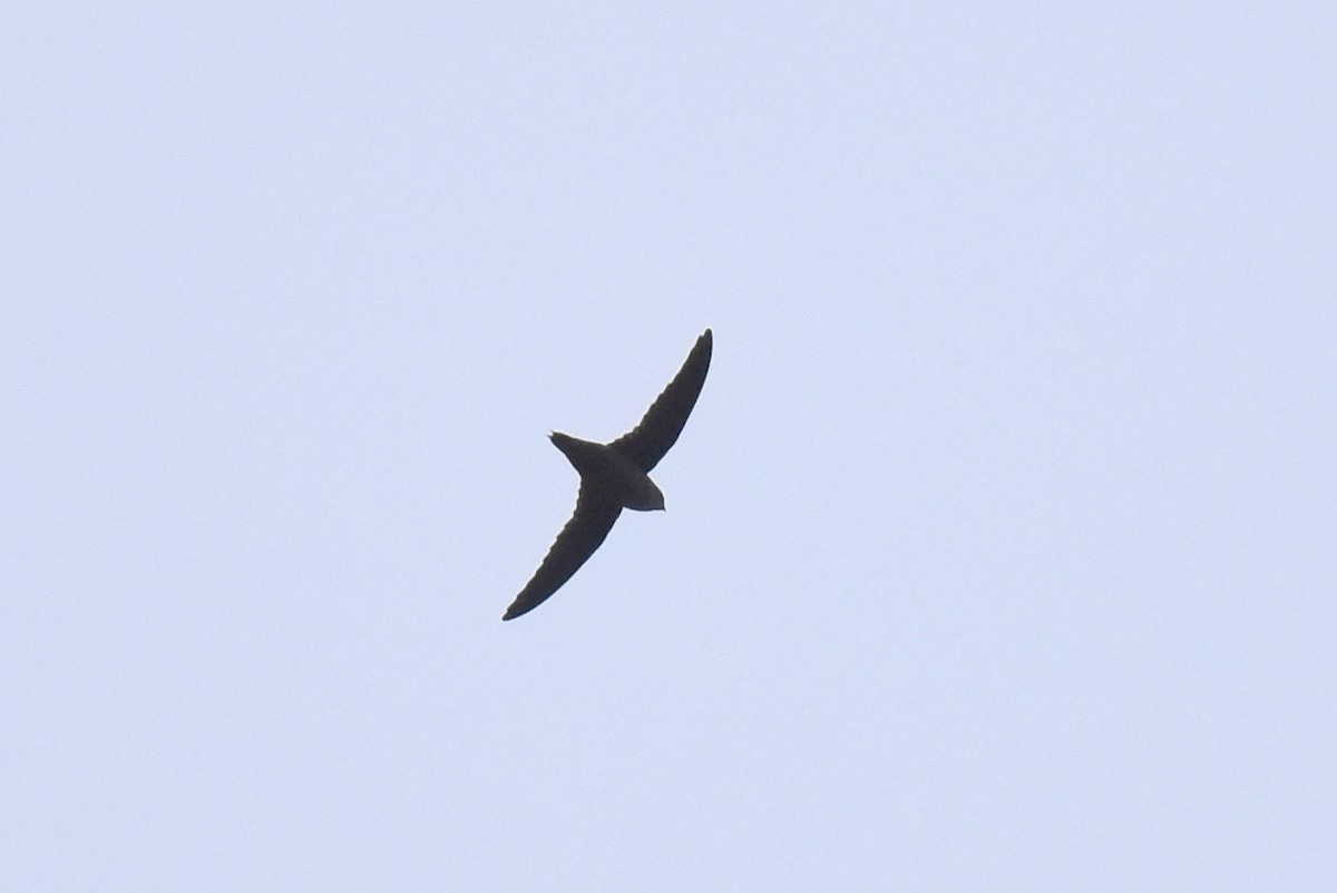 eBird Checklist - 27 Sep 2025 - Santa Catalina Island--Avalon area - 62 ...