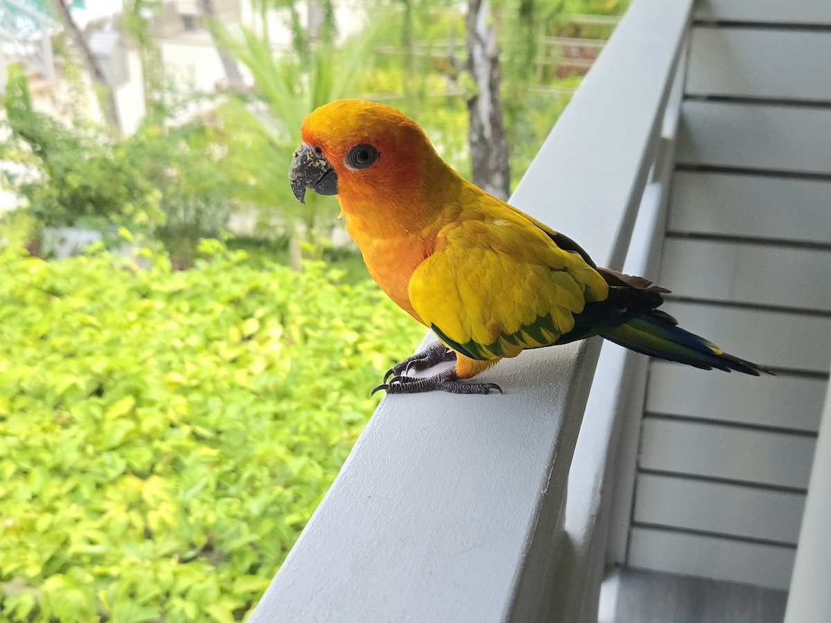 ML642582882 - Sun Parakeet - Macaulay Library