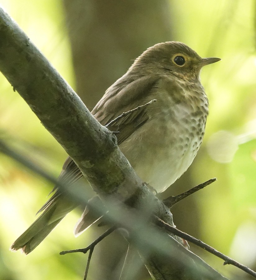 Above Par Birding at Cox Hall Creek – September 28, 2025 | New Jersey ...