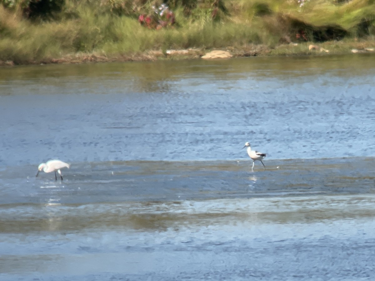 eBird Checklist - 28 Sep 2025 - Parker River NWR - 41 species