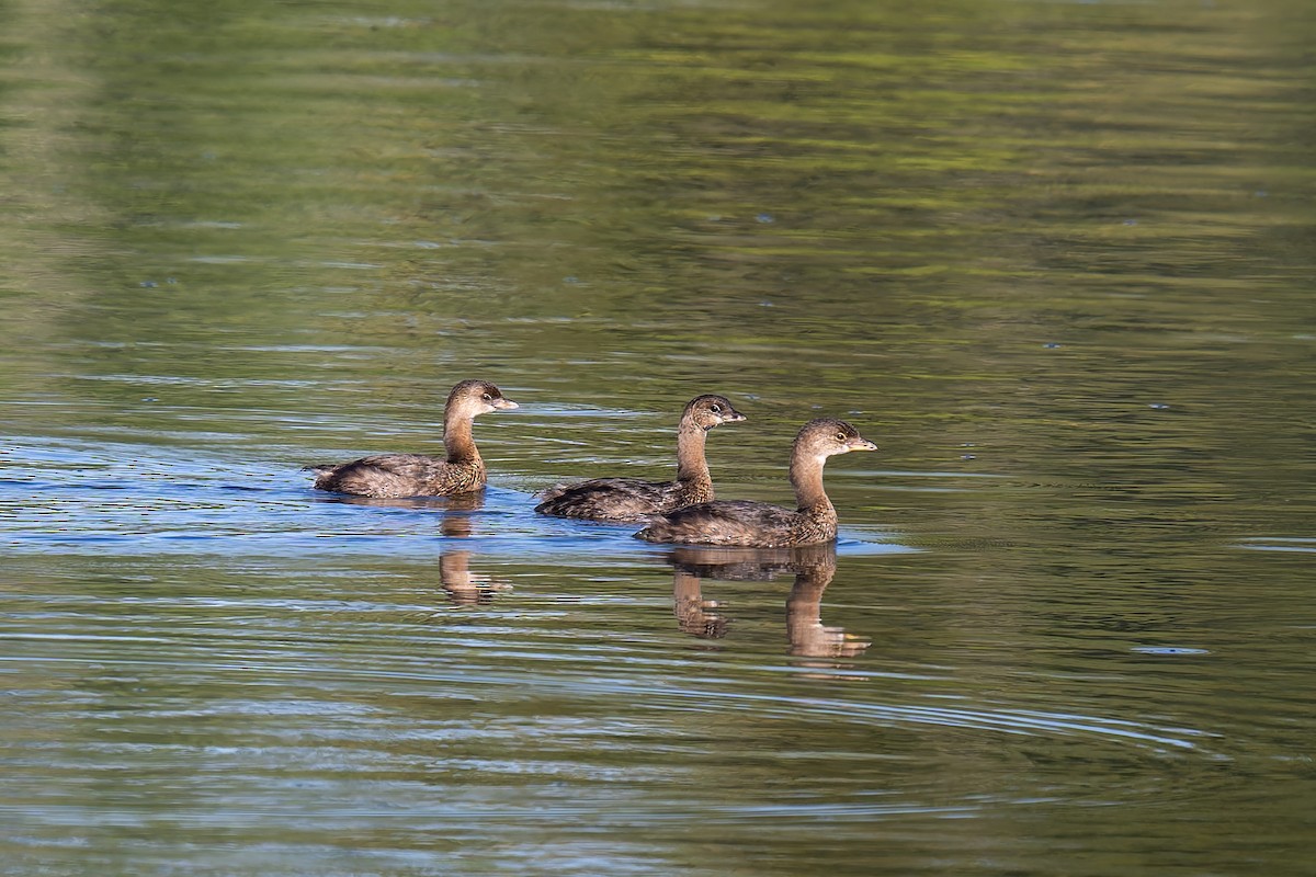 eBird Checklist - 27 Sep 2025 - Simpson Park - 35 species (+1 other taxa)