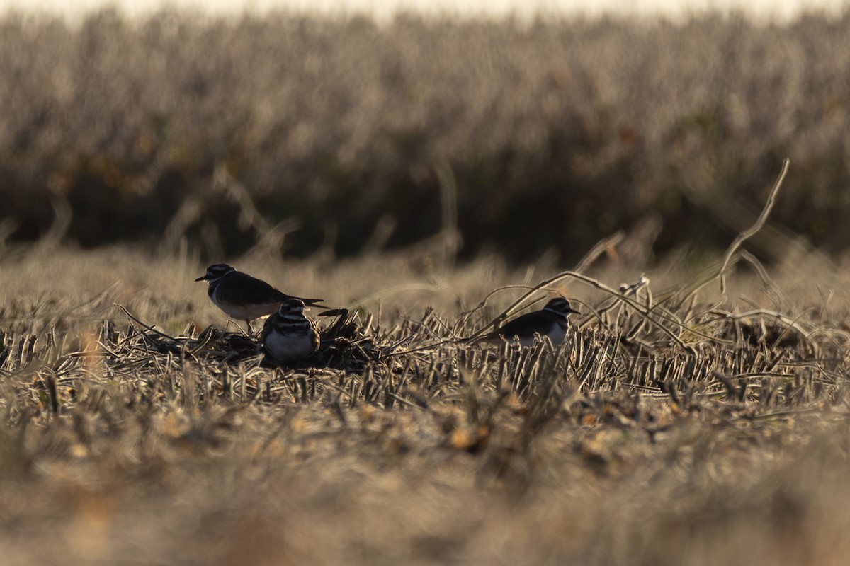 eBird Checklist - 28 Sep 2025 - Frank Shoemaker Marsh - 20 species