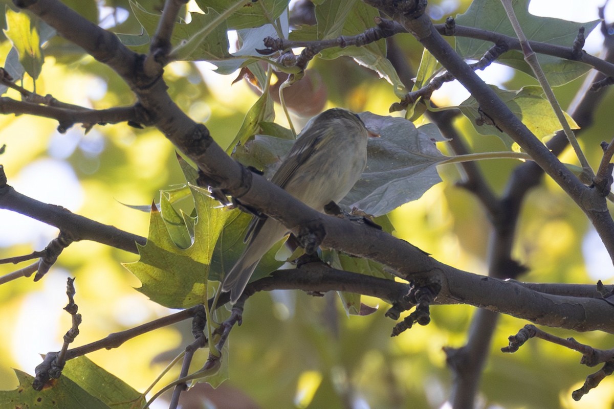 eBird Checklist - 28 Sep 2025 - Randalls Island - 39 species