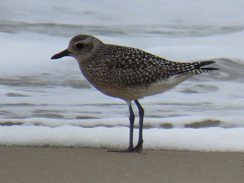eBird Checklist - 28 Sep 2025 - Hatteras Point - 22 species