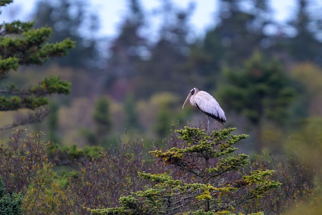 The Birds of Brier Island 2025 Update - eBird Nova Scotia