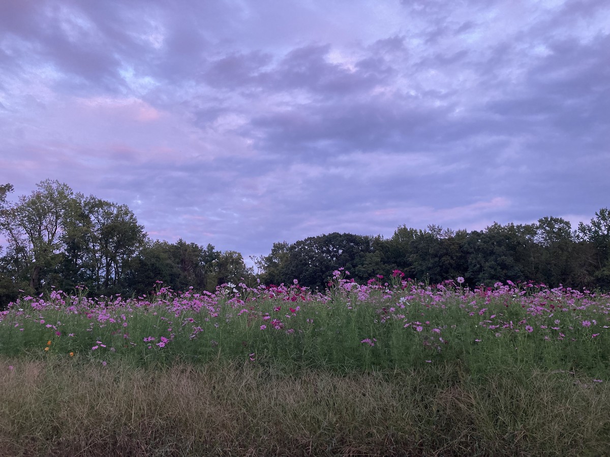 Eastside Park - Pitt, North Carolina, US - Birding Hotspots