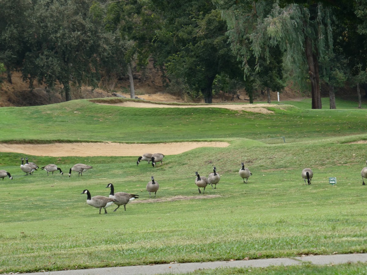 eBird Checklist - 28 Sep 2025 - American River Parkway--Ancil Hoffman ...
