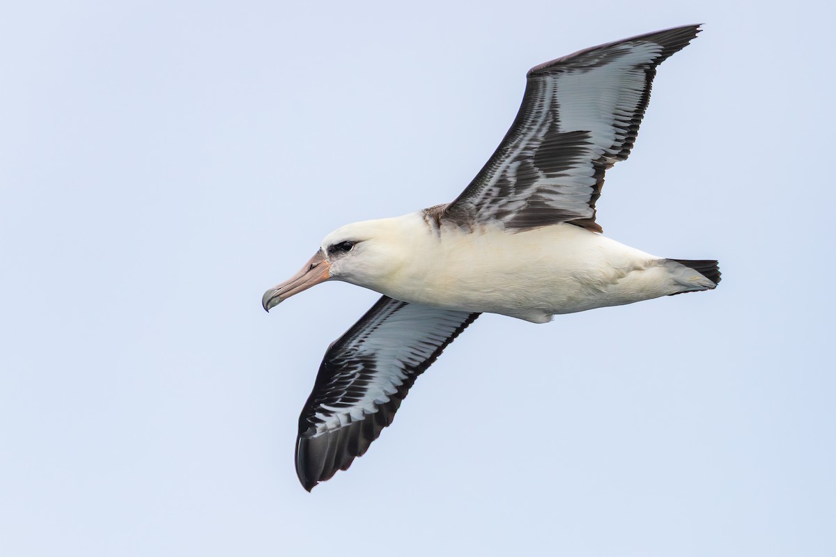 ML642636969 - Laysan Albatross - Macaulay Library
