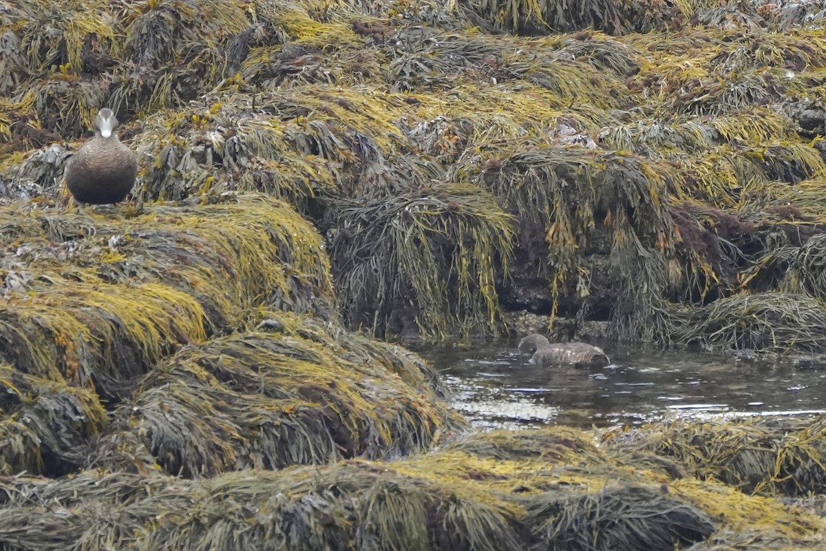 eBird Checklist - 28 Sep 2025 - Isles of Shoals--Star Island, Rye - 60 ...
