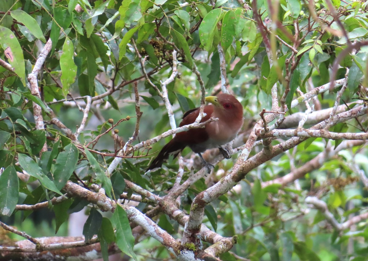 eBird Checklist - 16 Sep 2025 - Sani Lodge--canopy tower - 75 species