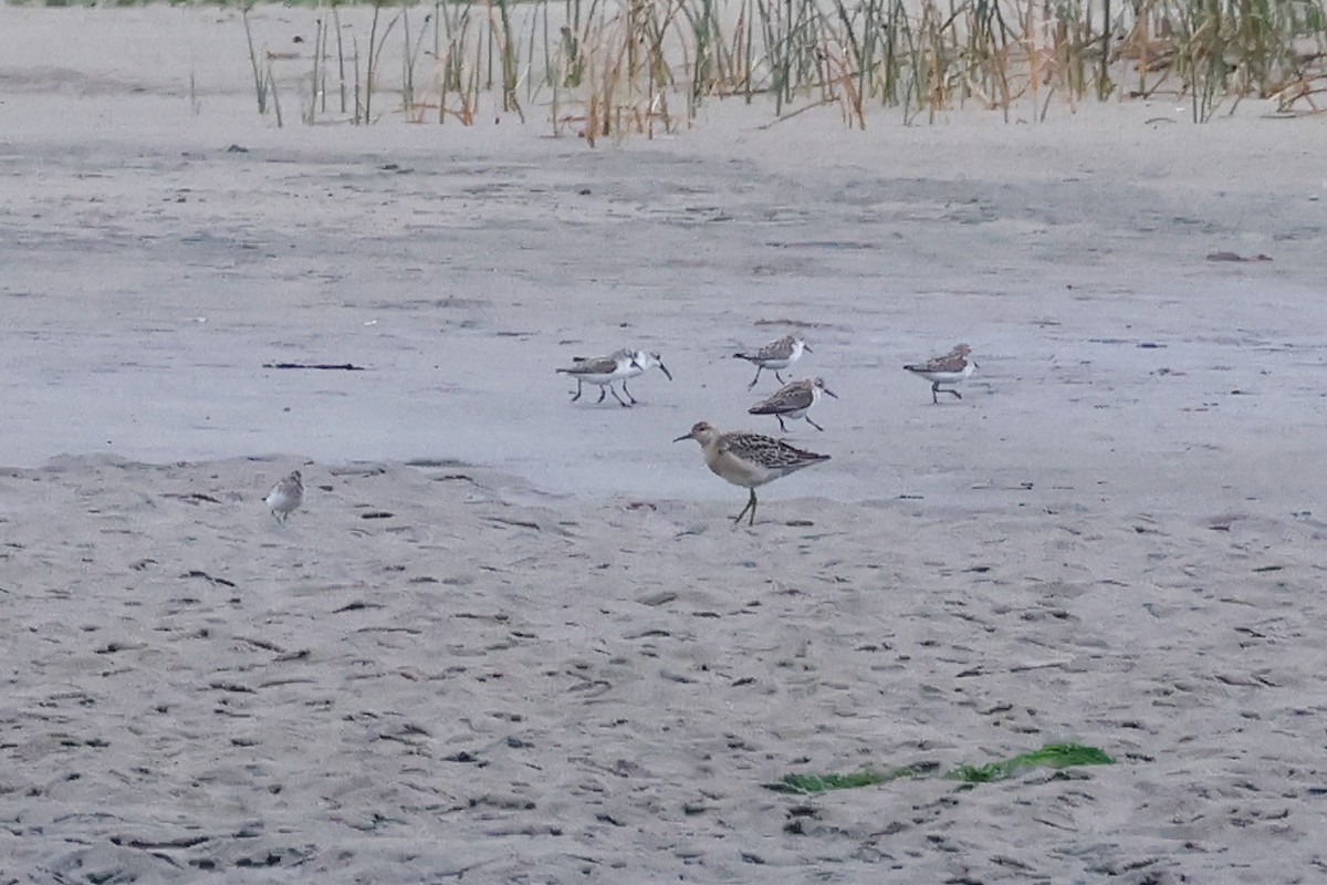 eBird Checklist - 29 Sep 2025 - Salmon River Estuary--Knight Park - 11 ...