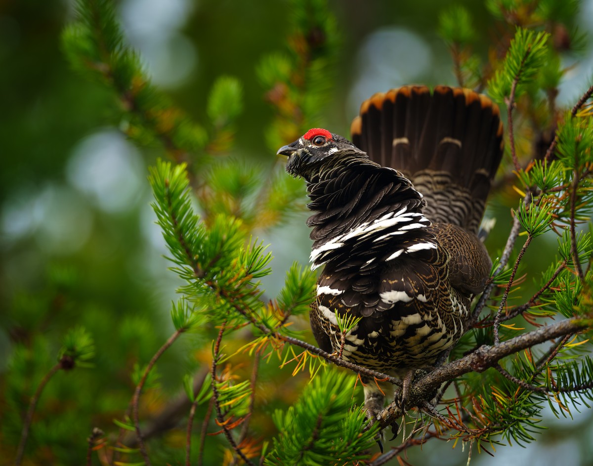 ML642681918 - Spruce Grouse - Macaulay Library