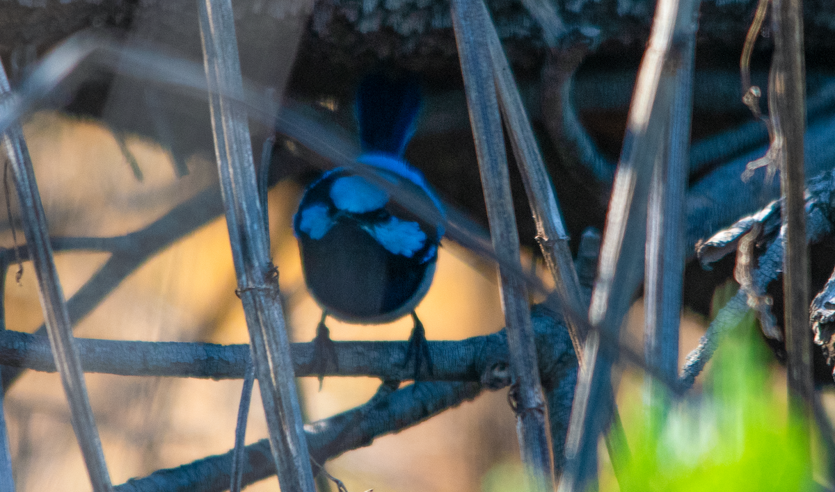 eBird Checklist - 29 Sep 2025 - Devon Park Boundary Rd, Devon Park - 20 ...