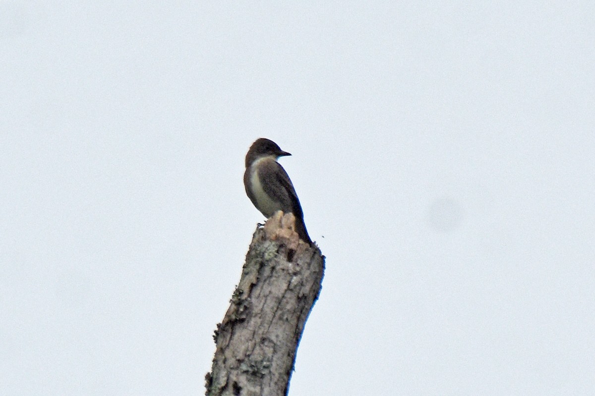 eBird Checklist - 29 Sep 2025 - Bryan Park - 21 species