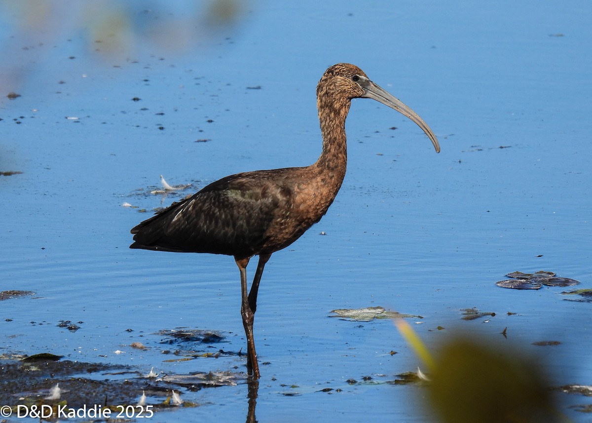 eBird Checklist - 30 Sep 2025 - Waterfront Trail, Ingleside, Ontario ...