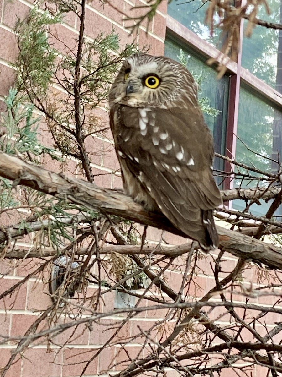 eBird Checklist - 30 Sep 2025 - Henry Street, Helena, Montana, US (46.6 ...