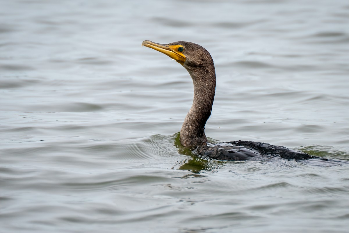 eBird Checklist - 30 Sep 2025 - Marsh Creek SP--West Side - 12 species