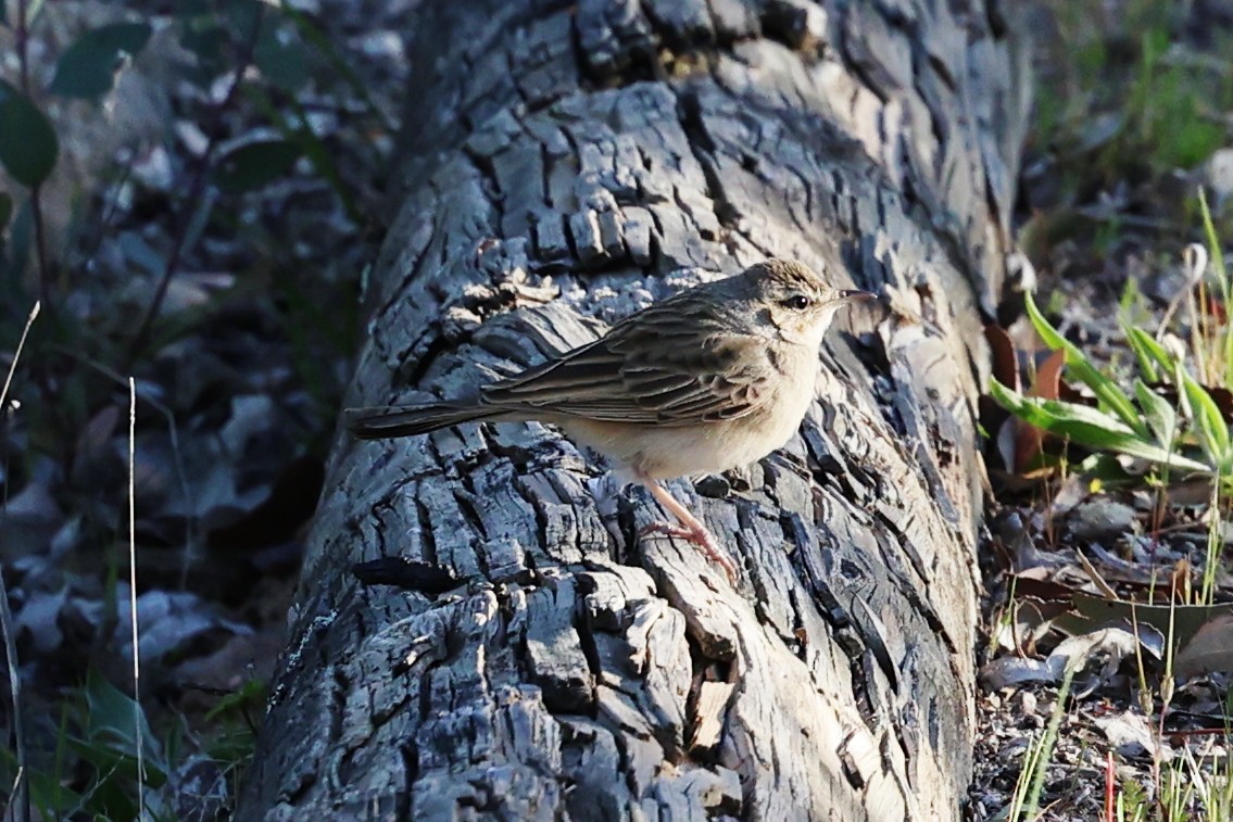 eBird Checklist - 1 Oct 2025 - Googong Dam--Western Foreshores - 21 species