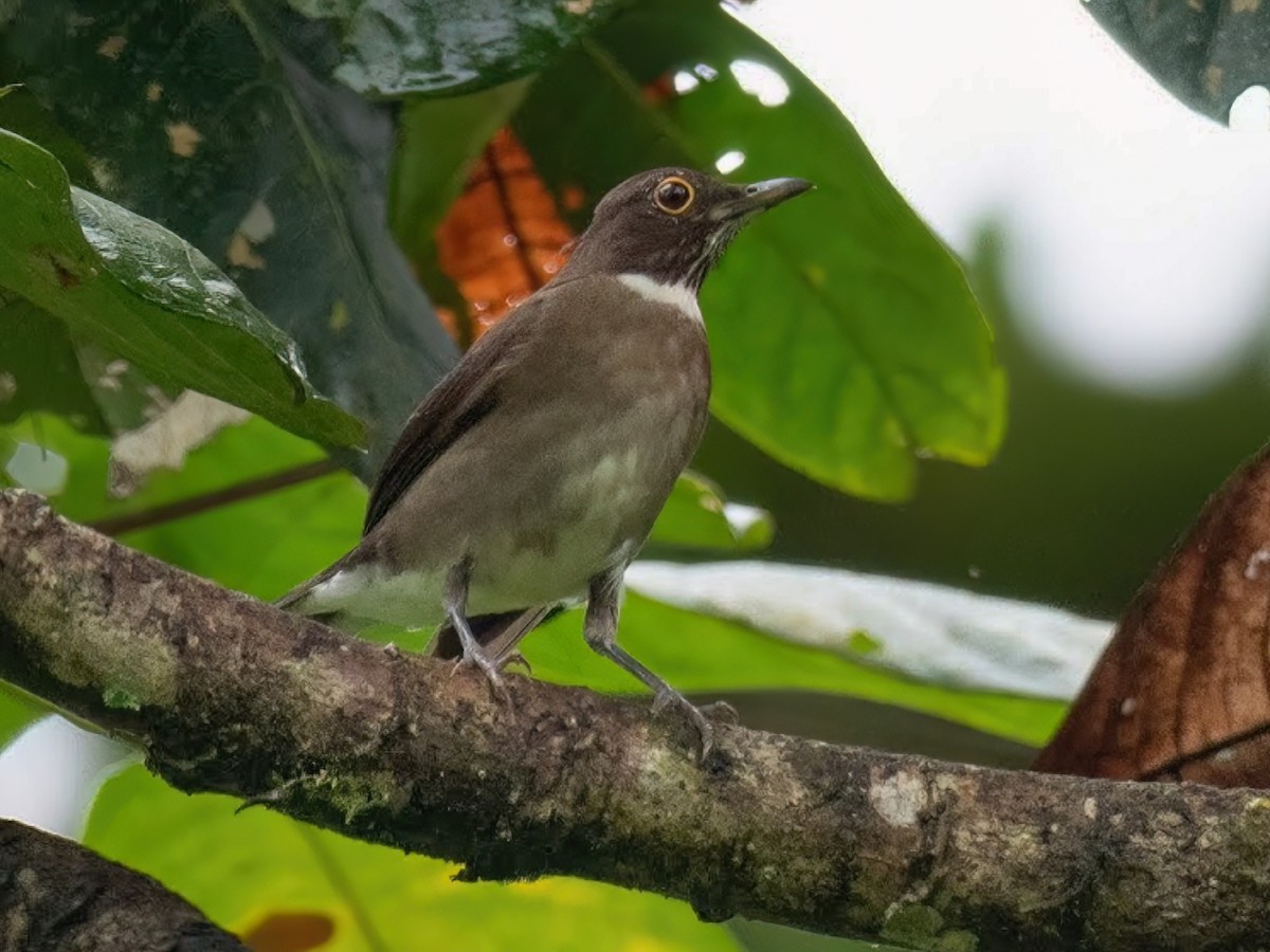 Dagua Thrush - Turdus daguae - Birds of the World