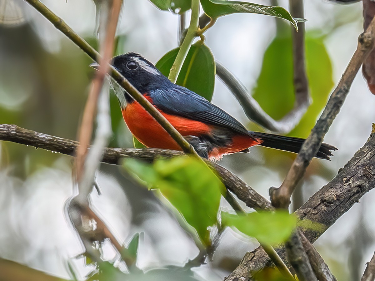 Rose-bellied Chat - Granatellus paraensis - Birds of the World