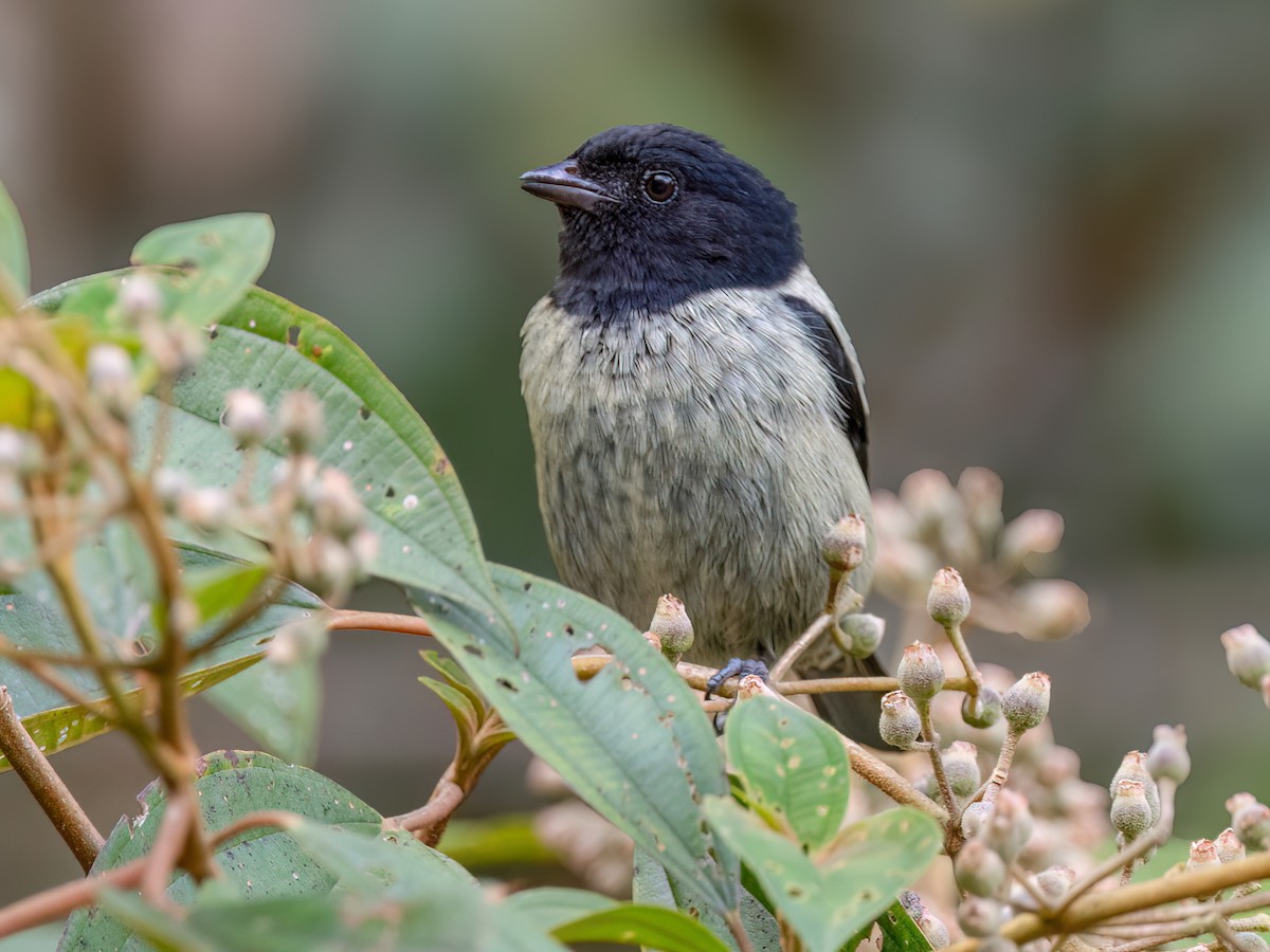 Black-hooded Tanager - Stilpnia whitelyi - Birds of the World