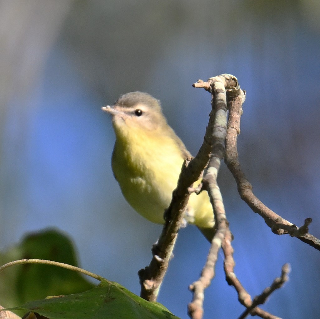eBird Checklist - 1 Oct 2025 - C&O Canal--Violette's Lock - 48 species ...