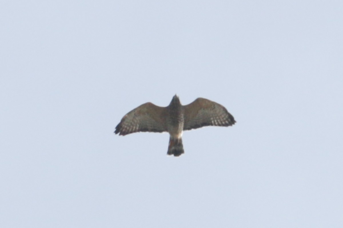 Pennsylvania Bird Atlas Checklist - 30 Sep 2025 - 399 Upper Georges Valley Rd, Spring Mills US ...