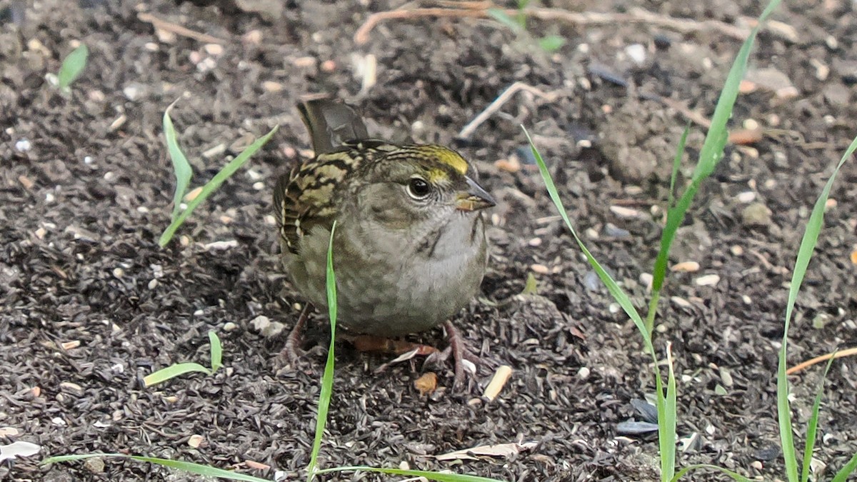 eBird Checklist - 1 Oct 2025 - Tuthill's in the Highlands (ID) - 6 species