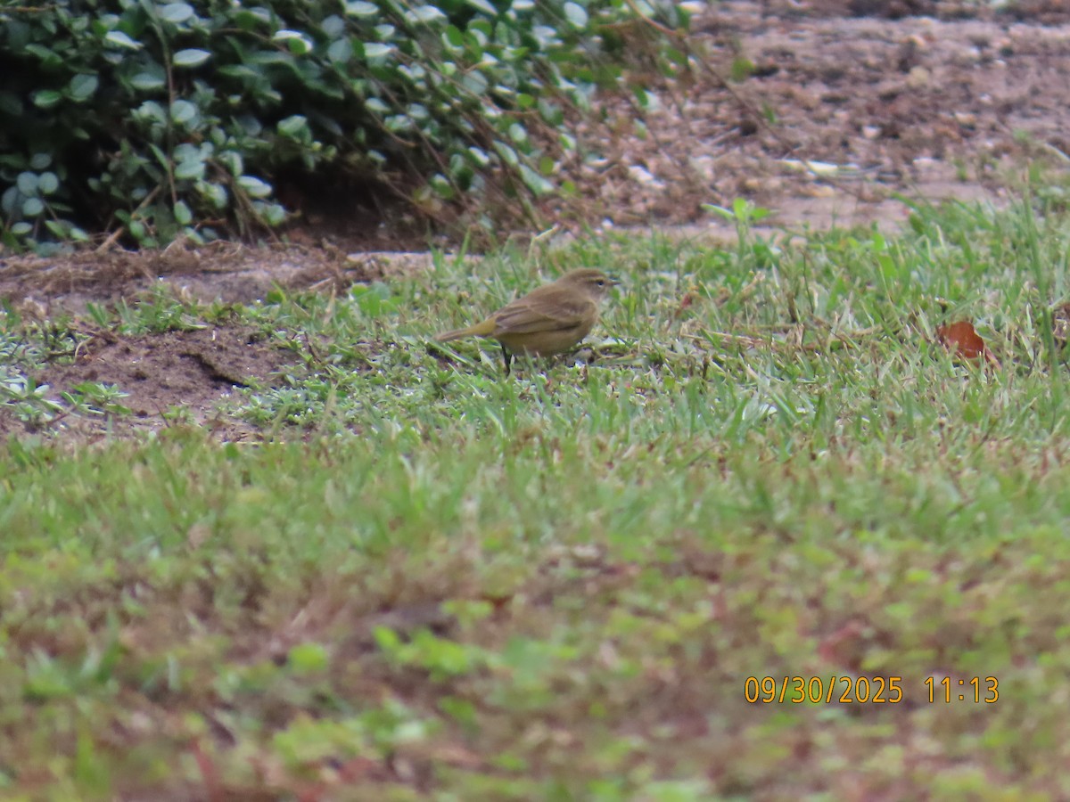 eBird Checklist - 30 Sep 2025 - May Forest State Park - 29 species