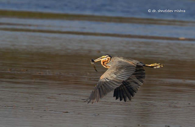 What's on in February - eBird India