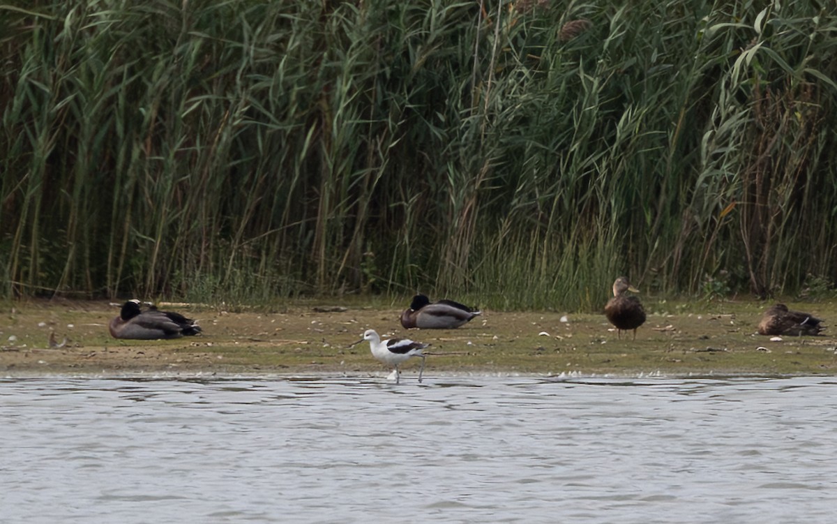 eBird Checklist - 27 Sep 2025 - Jamaica Bay Wildlife Refuge--West Pond ...